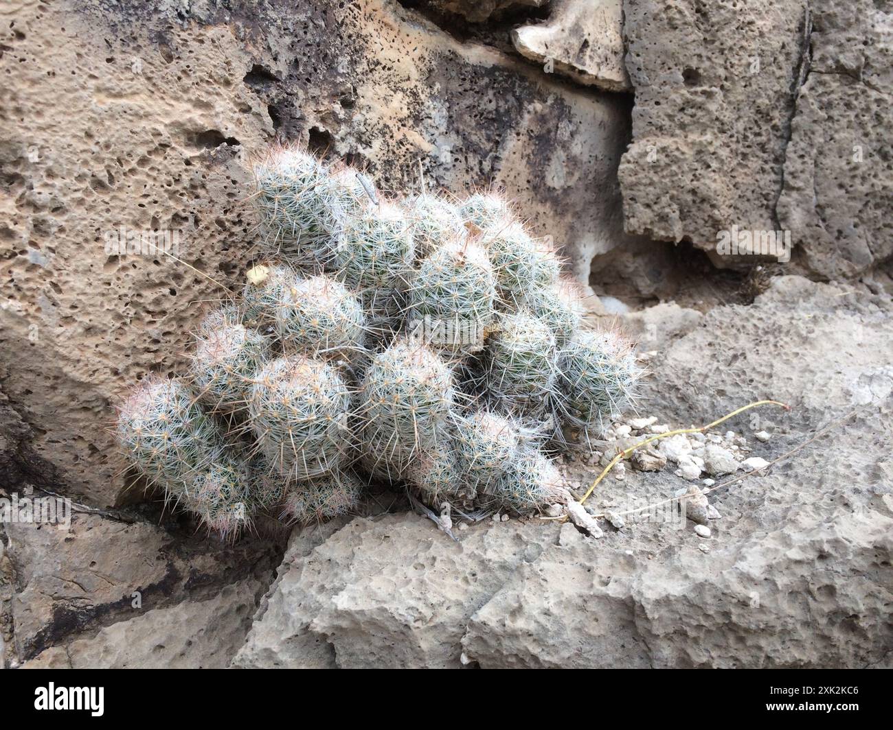 Whitecolumn Foxtail Cactus (Escobaria tuberculosa) Plantae Stock Photo ...