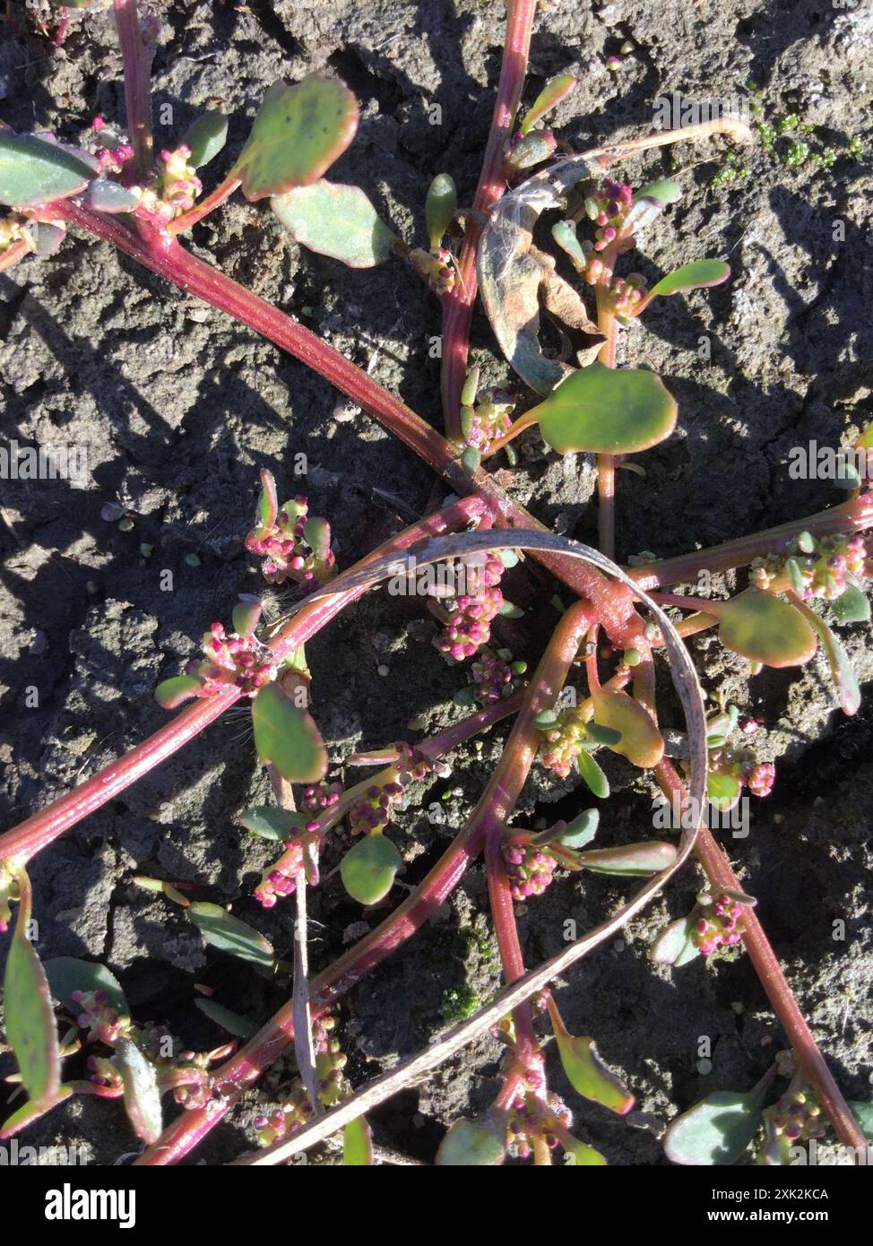 oak-leaved goosefoot (Oxybasis glauca) Plantae Stock Photo - Alamy
