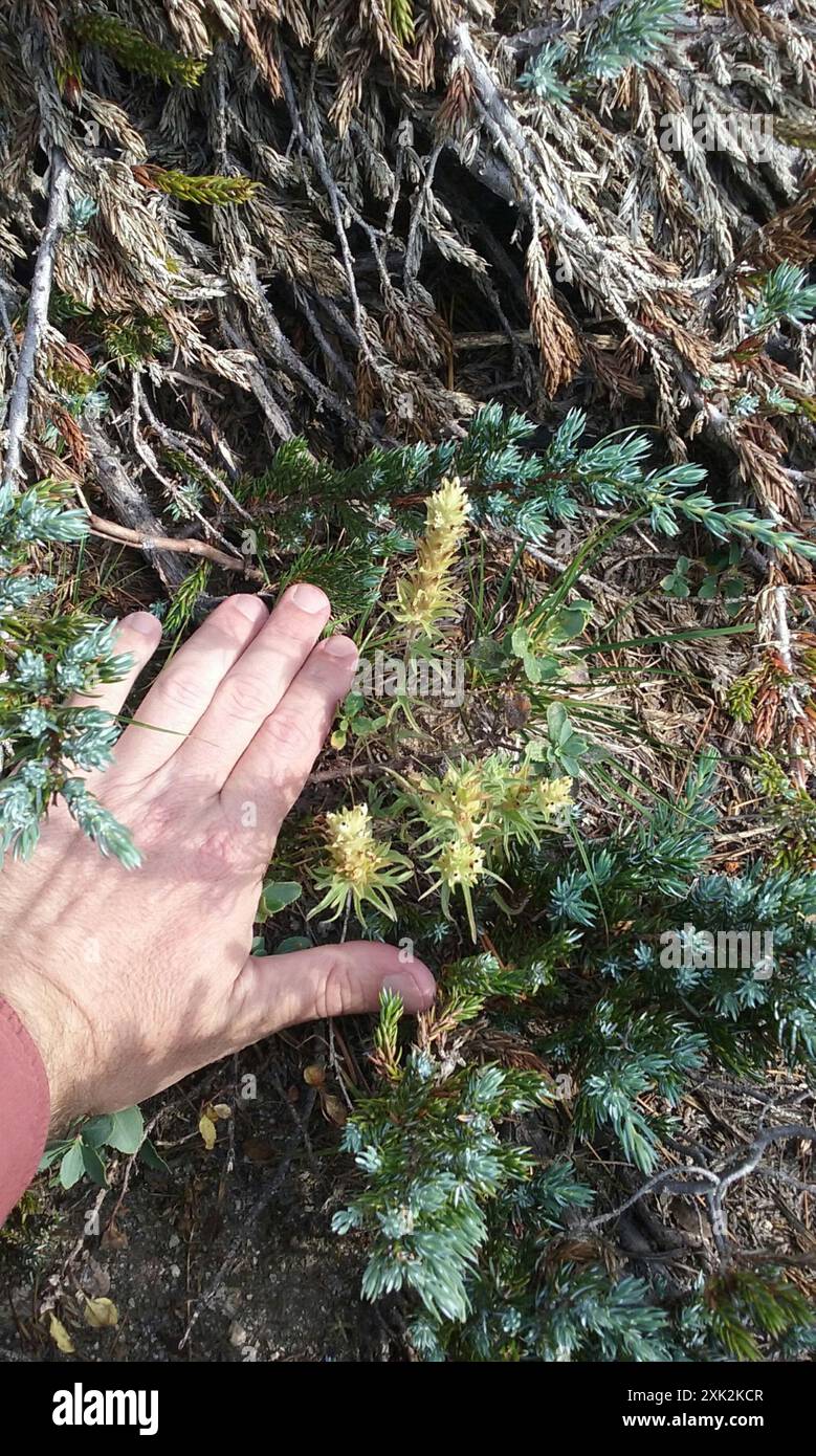 dwarf alpine Indian paintbrush (Castilleja nana) Plantae Stock Photo ...