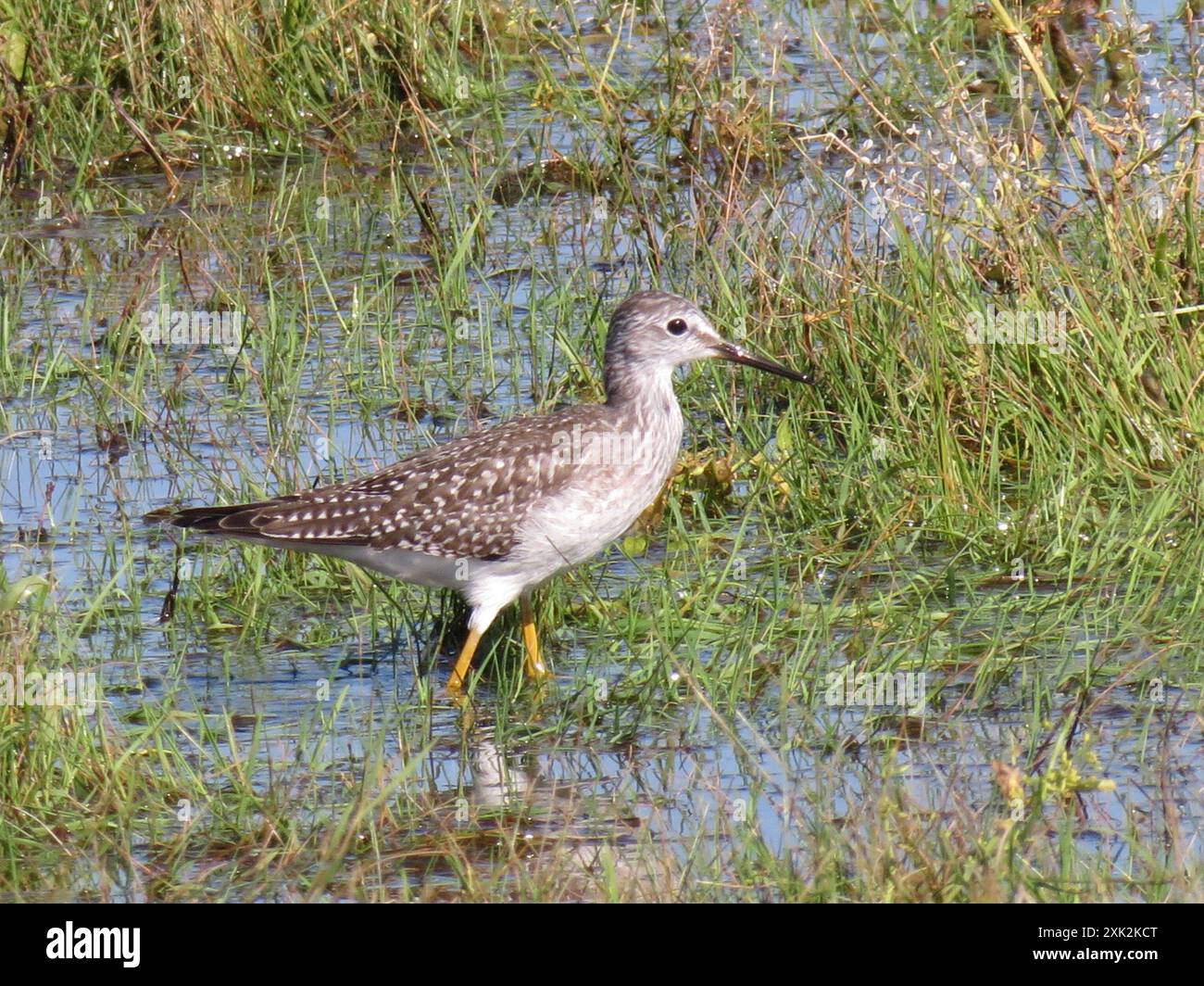 Lesser Yellowlegs (Tringa flavipes) Aves Stock Photo - Alamy