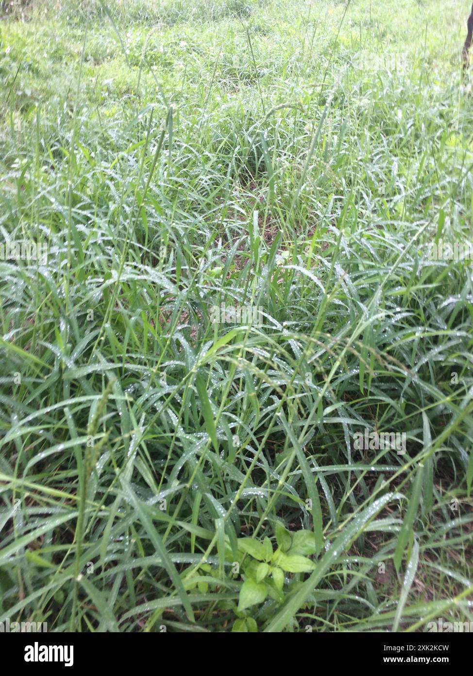 guinea grass (Megathyrsus maximus) Plantae Stock Photo - Alamy
