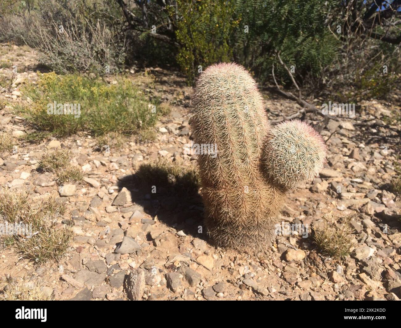 Texas rainbow cactus (Echinocereus dasyacanthus) Plantae Stock Photo ...