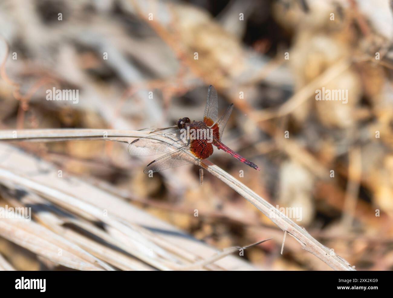 A Red-Mantled Dragonlet dragonfly (Erythrodiplax fervida) with ...