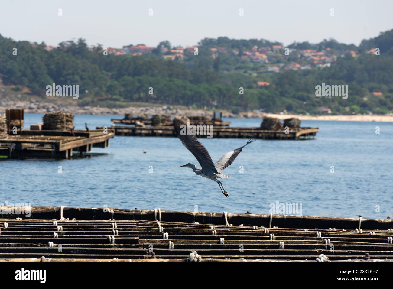 A heron soars above a sprawling mussel farm, with orderly rows of ...