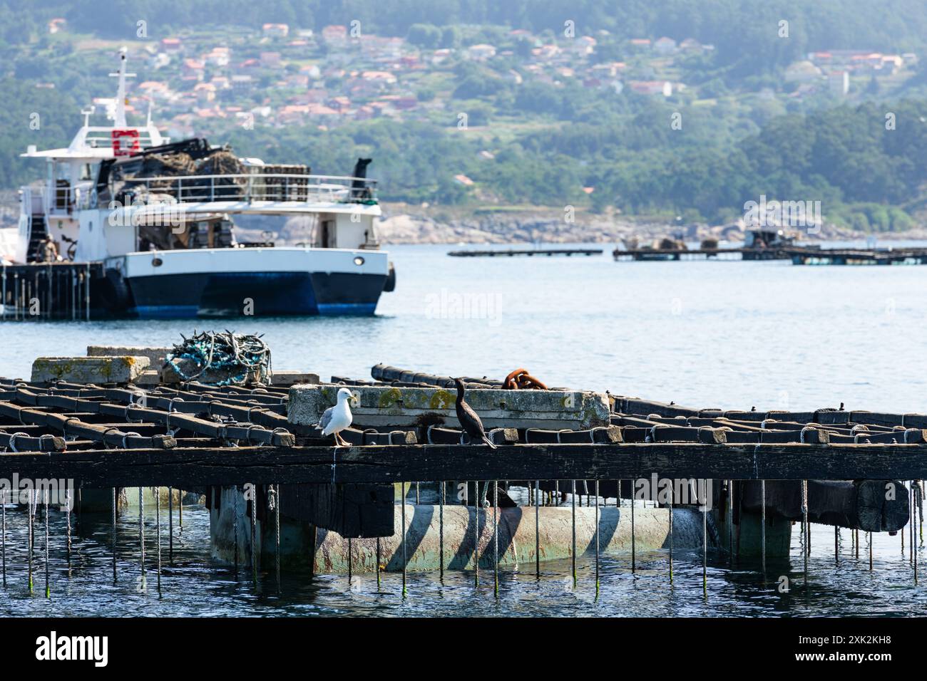 A scenic view of a mussel farming operation at sea, featuring a large ...
