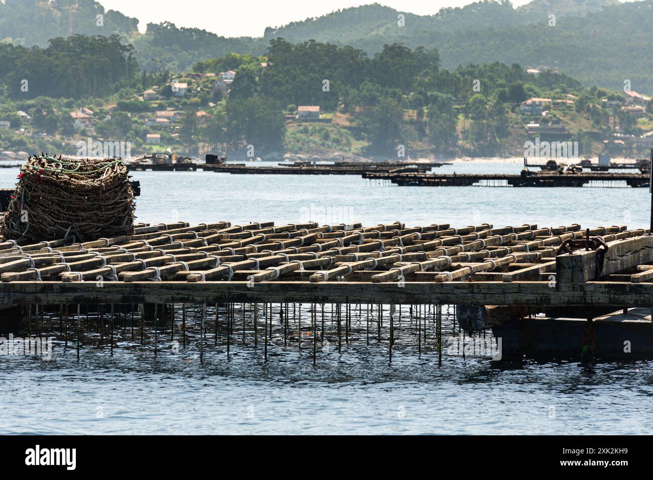 Green mussels production hi-res stock photography and images - Alamy