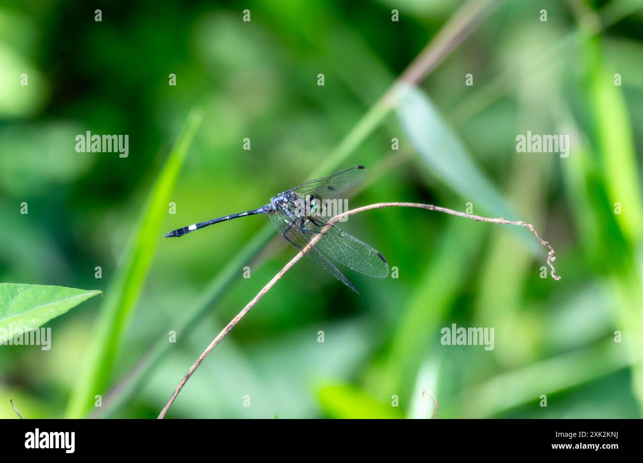 A Three-Striped Dasher dragonfly (Micrathyria didyma) perches on a ...
