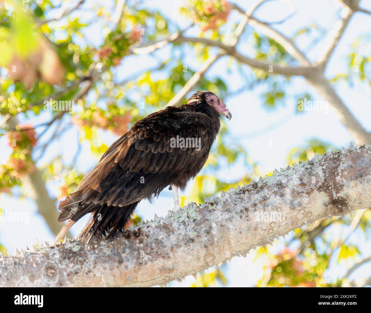 A Turkey Vulture (Cathartes aura); with its distinctive red head ...