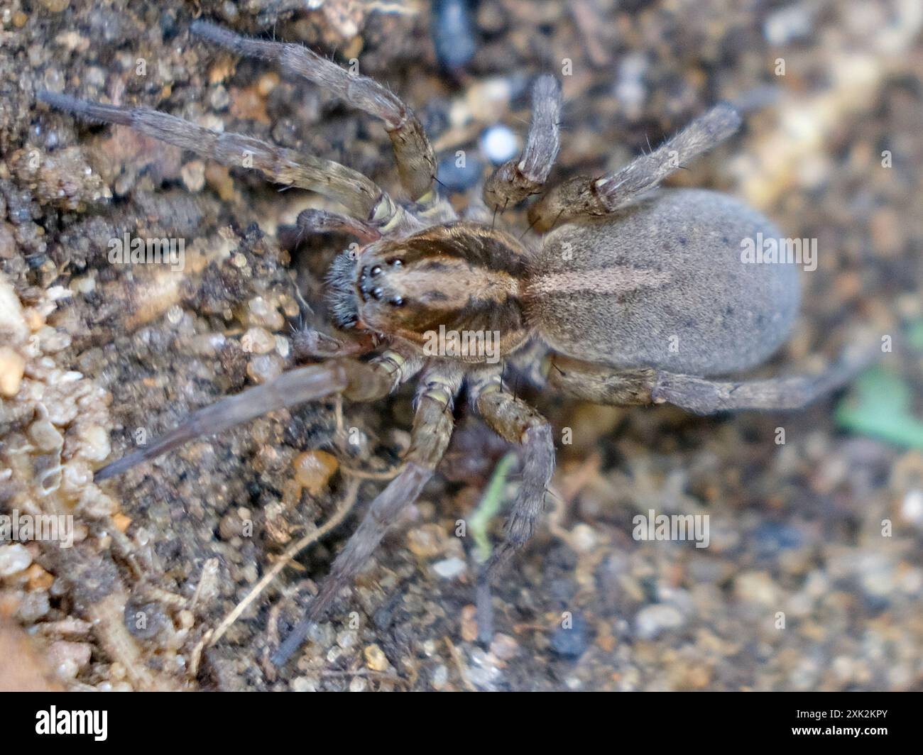 Rustic Wolf Spider (Trochosa ruricola) Arachnida Stock Photo - Alamy