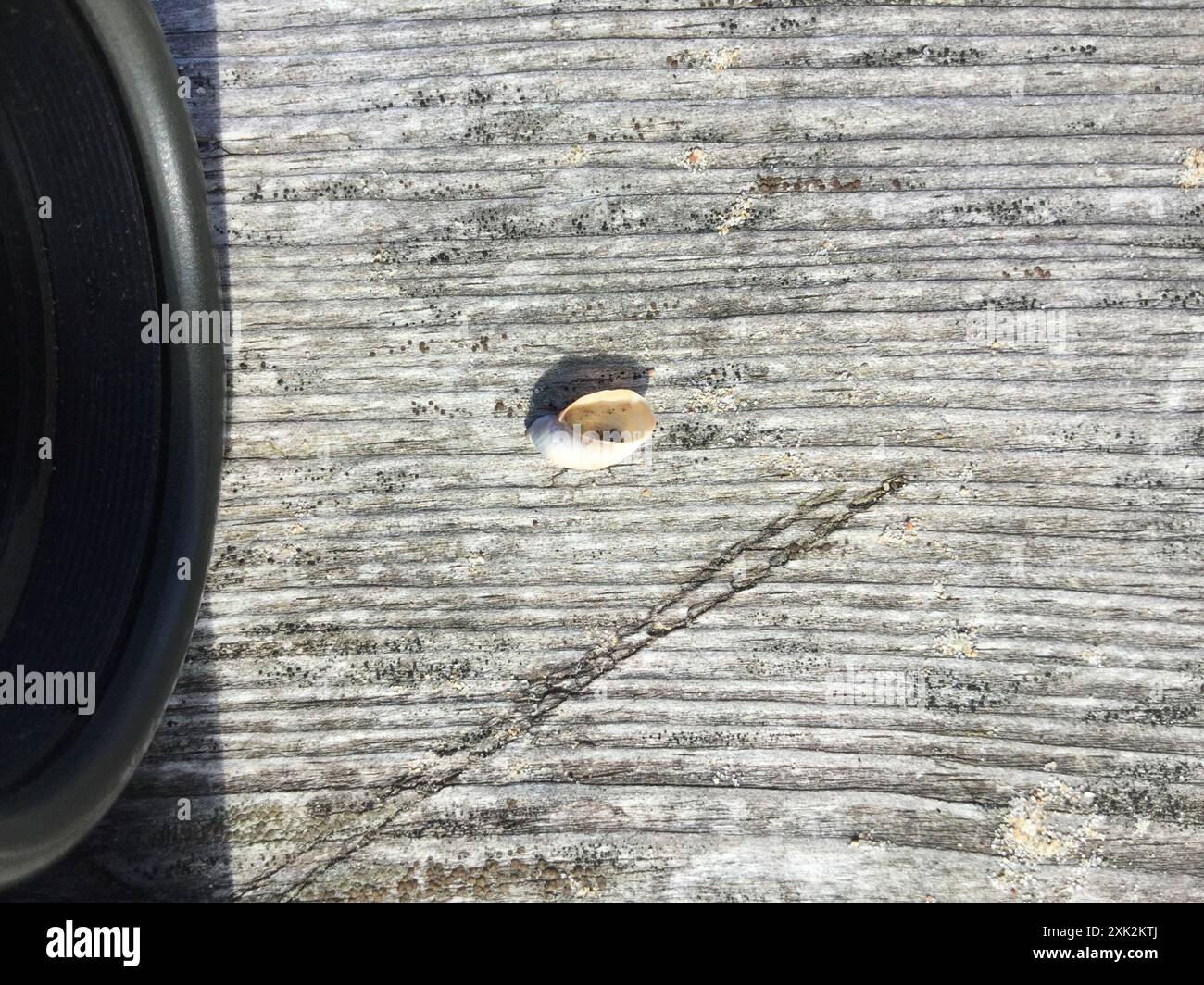 Amber Snails (Succineidae) Mollusca Stock Photo - Alamy