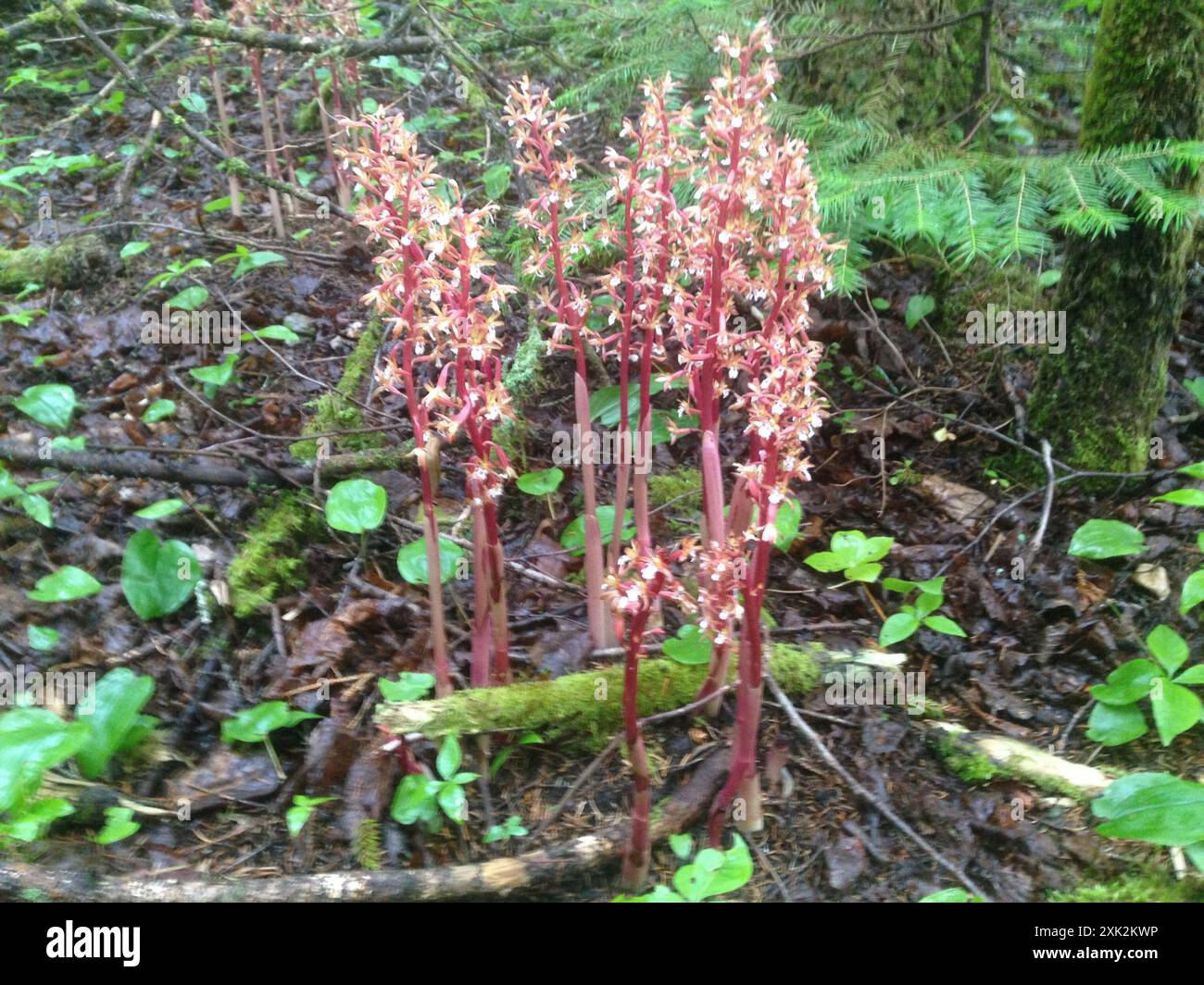 spotted coralroot (Corallorhiza maculata) Plantae Stock Photo - Alamy
