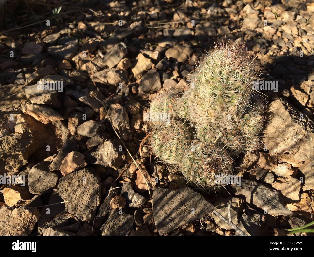 Whitecolumn Foxtail Cactus (Escobaria tuberculosa) Plantae Stock Photo ...