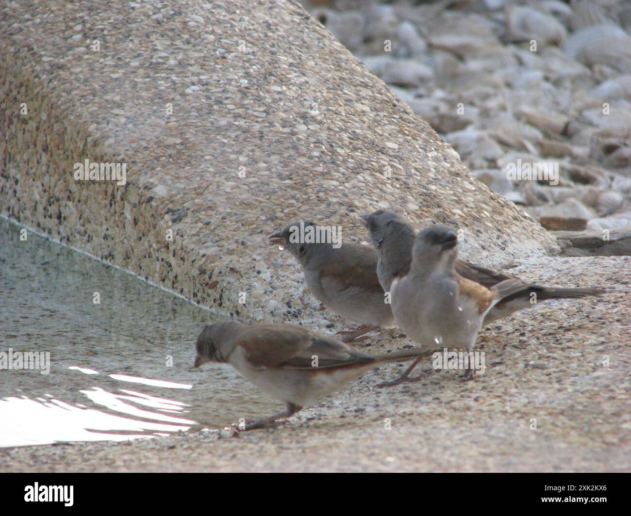Northern Grey-headed Sparrow (Passer griseus) Aves Stock Photo - Alamy