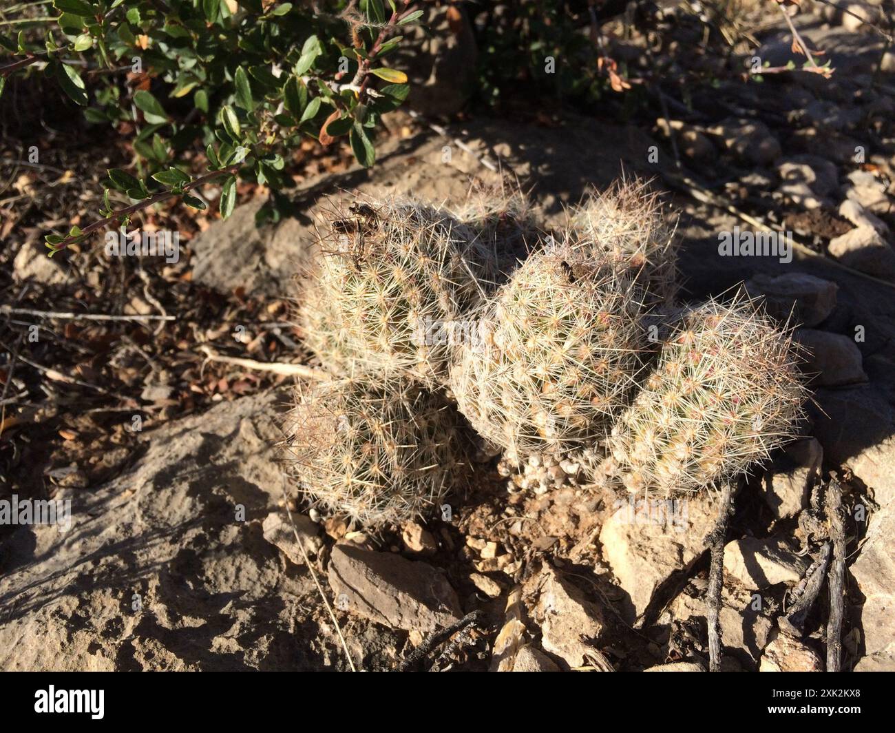 Whitecolumn Foxtail Cactus (Escobaria tuberculosa) Plantae Stock Photo ...