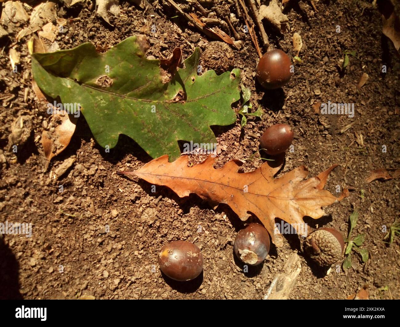 oaks (Quercus) Plantae Stock Photo - Alamy
