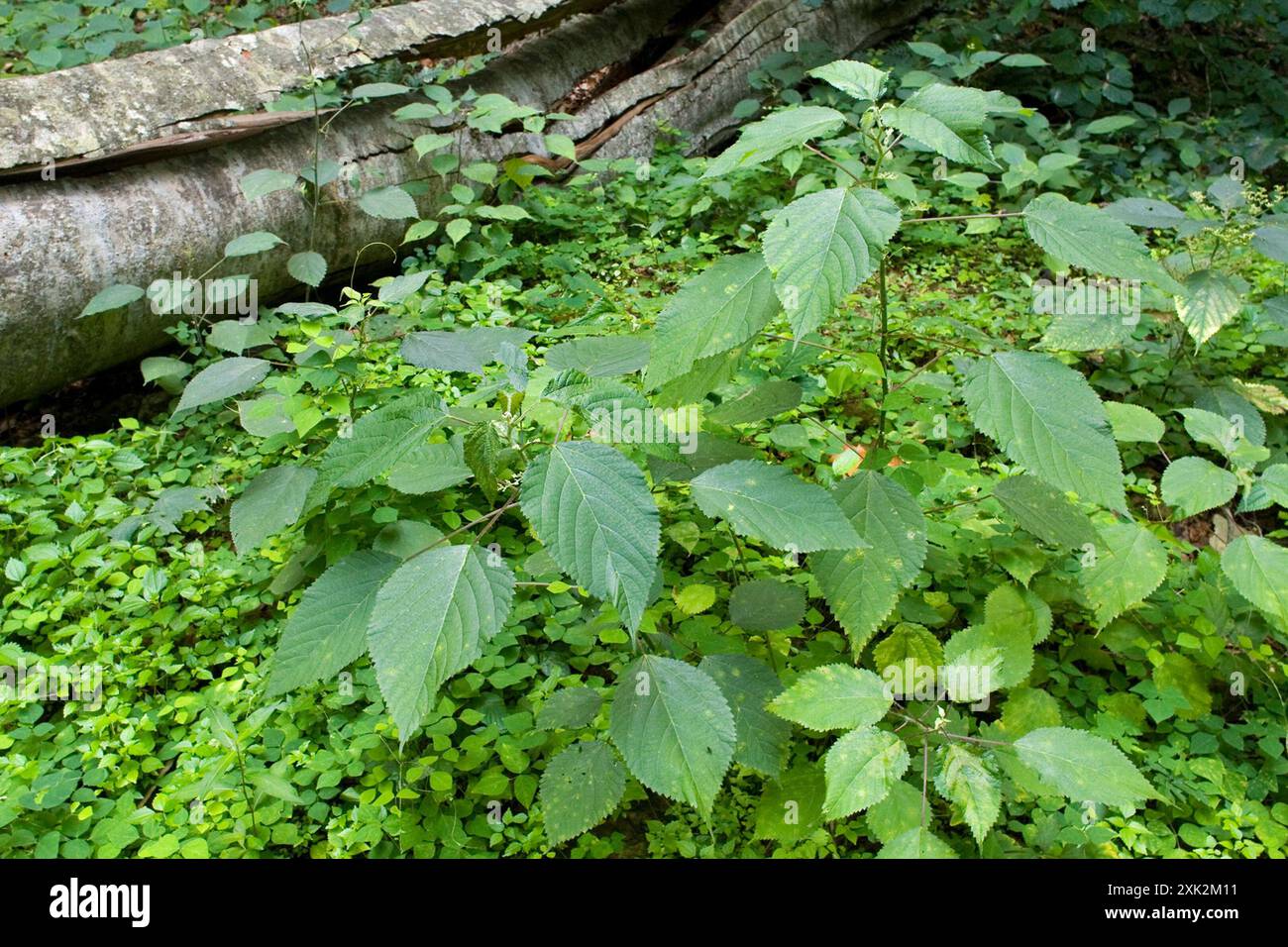 wood nettle (Laportea canadensis) Plantae Stock Photo - Alamy