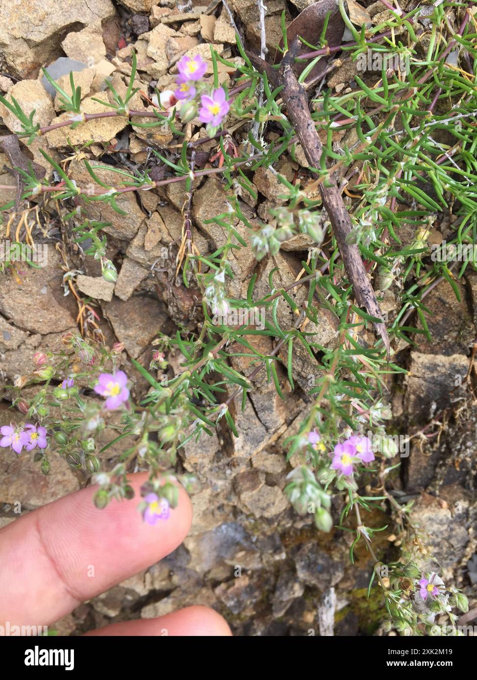 Red Sand Spurrey (Spergularia rubra) Plantae Stock Photo - Alamy