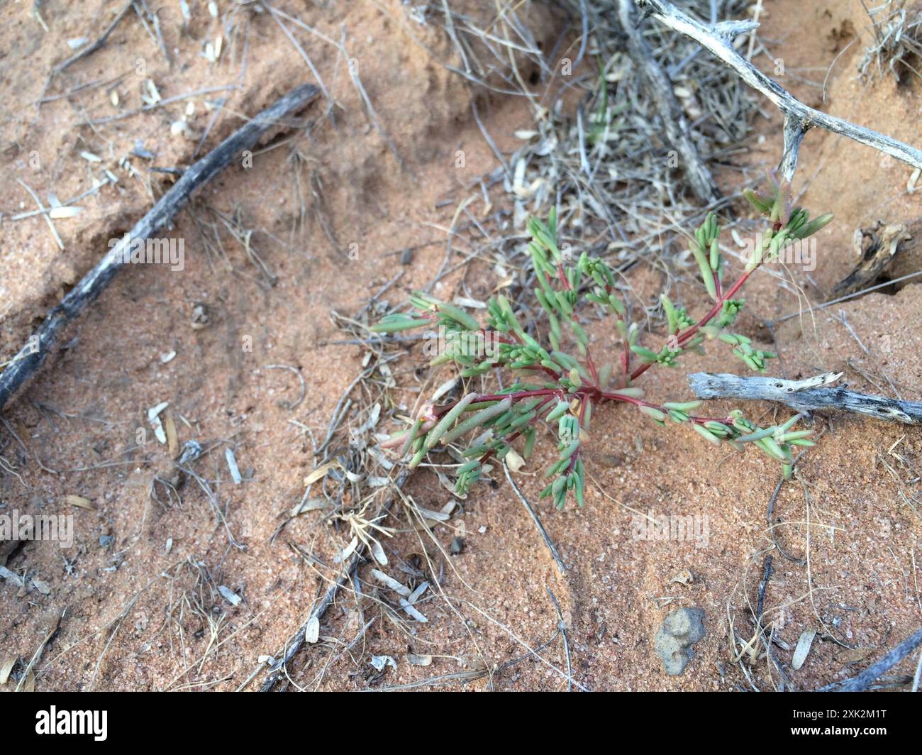 Desert Portulaca (Portulaca halimoides) Plantae Stock Photo - Alamy