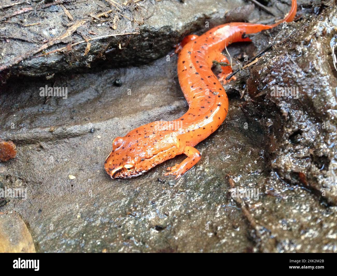 Spring Salamander (Gyrinophilus porphyriticus) Amphibia Stock Photo - Alamy