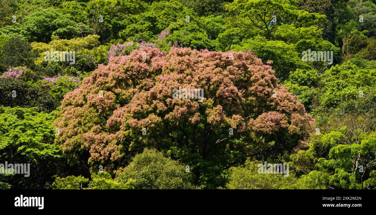 Lecythis pisonis, the cream nut or monkey pot, a tropical tree known in ...