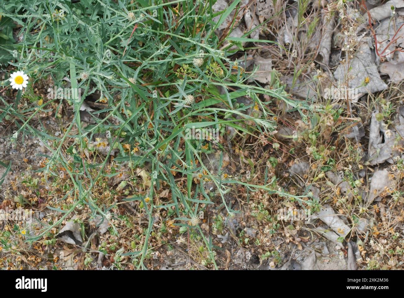 (Centaurea aspera aspera) Plantae Stock Photo - Alamy