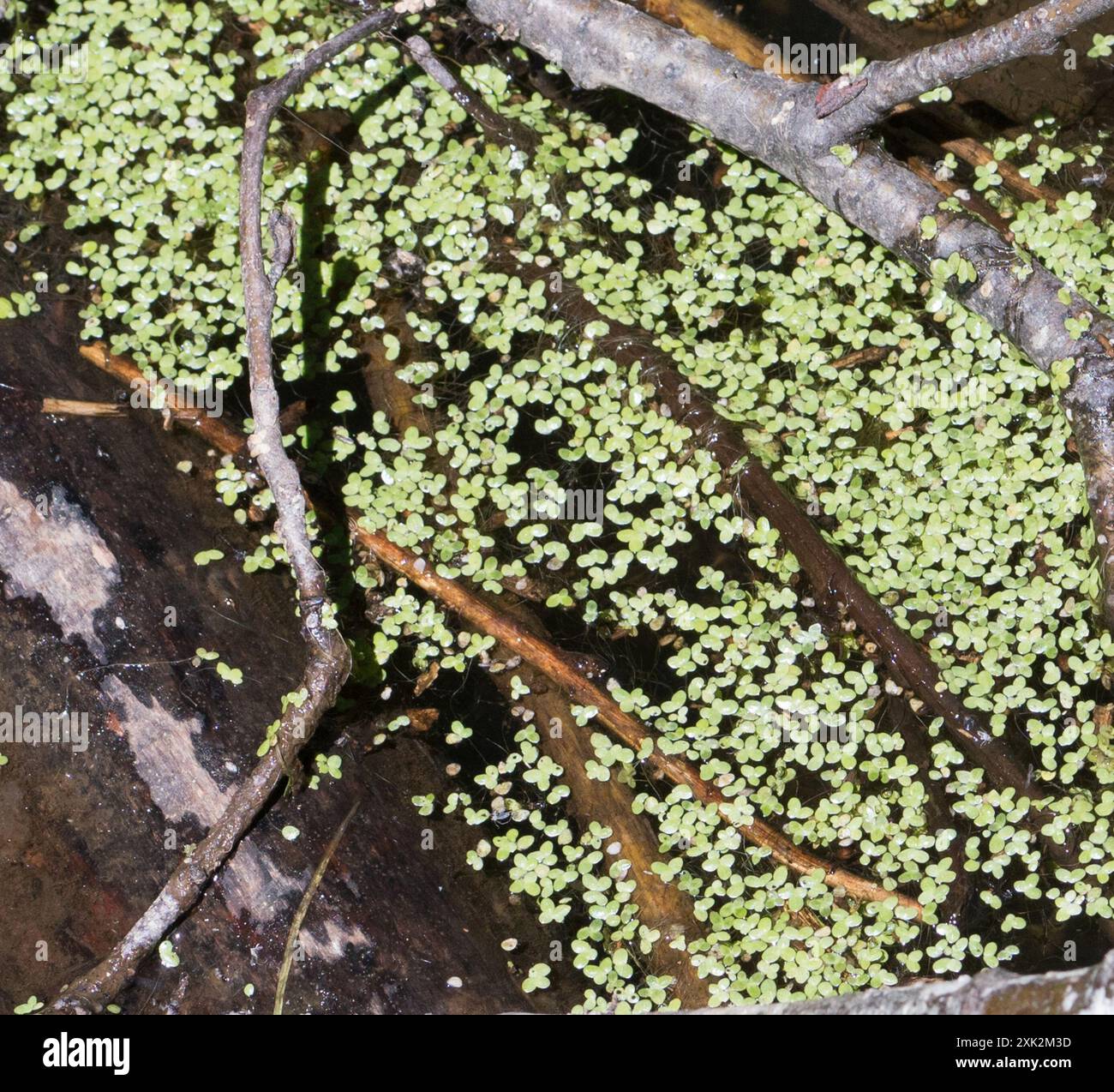 duckweeds (Lemnoideae) Plantae Stock Photo - Alamy