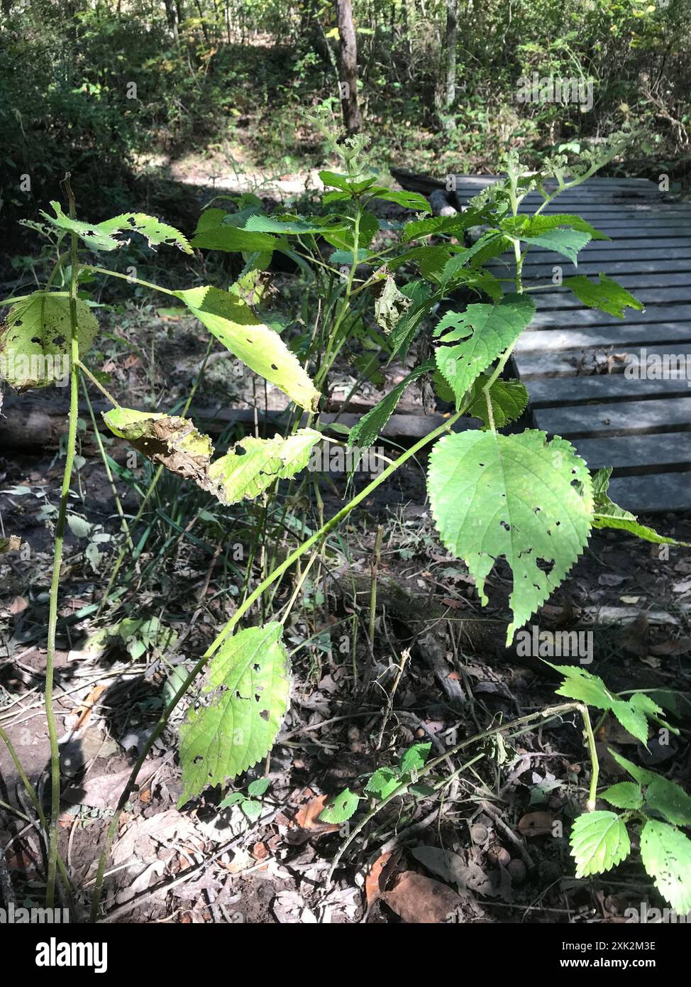 wood nettle (Laportea canadensis) Plantae Stock Photo - Alamy