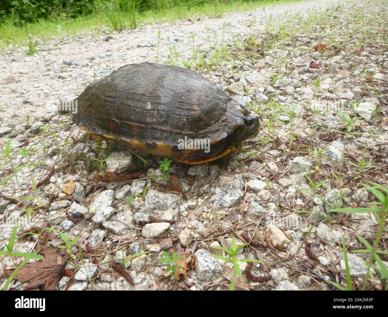 Yellow-bellied Slider (Trachemys scripta scripta) Reptilia Stock Photo ...