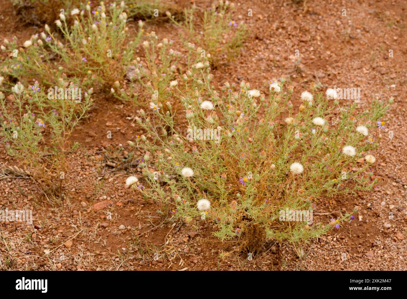 Tahoka daisy hi-res stock photography and images - Alamy