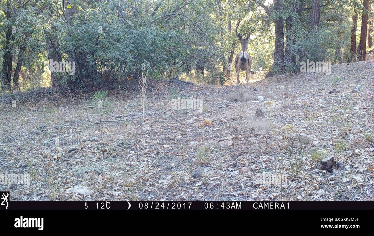 California Mule Deer (Odocoileus hemionus californicus) Mammalia Stock ...