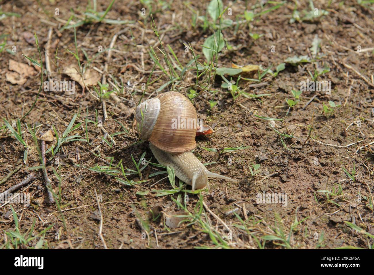 Roman Snail (Helix pomatia) Mollusca Stock Photo - Alamy