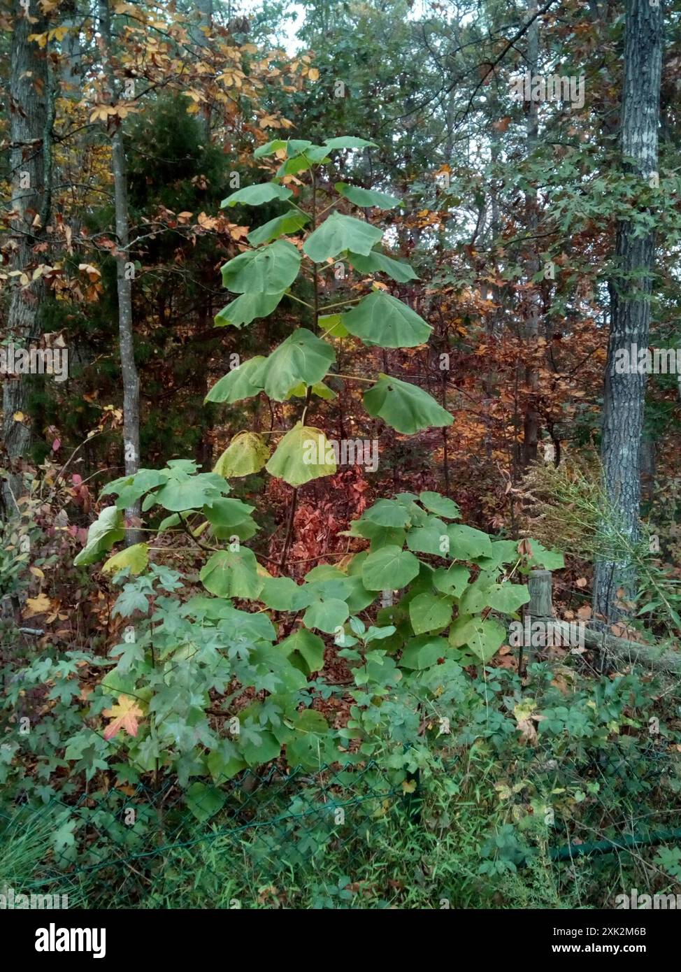 princess tree (Paulownia tomentosa) Plantae Stock Photo - Alamy