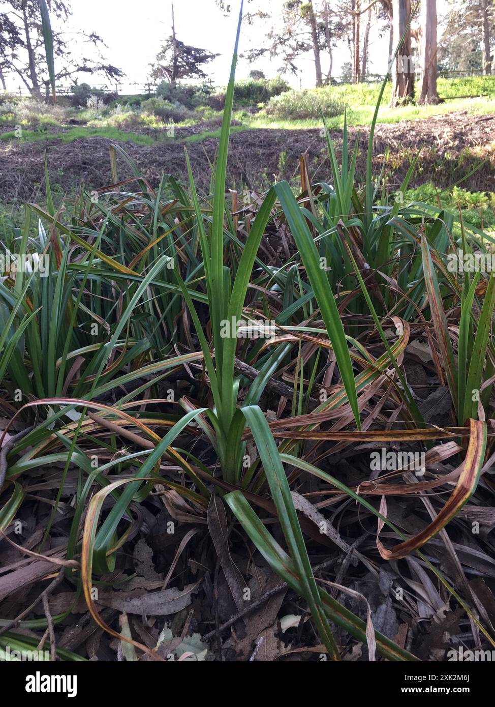 Panicled Bulrush (Scirpus microcarpus) Plantae Stock Photo - Alamy