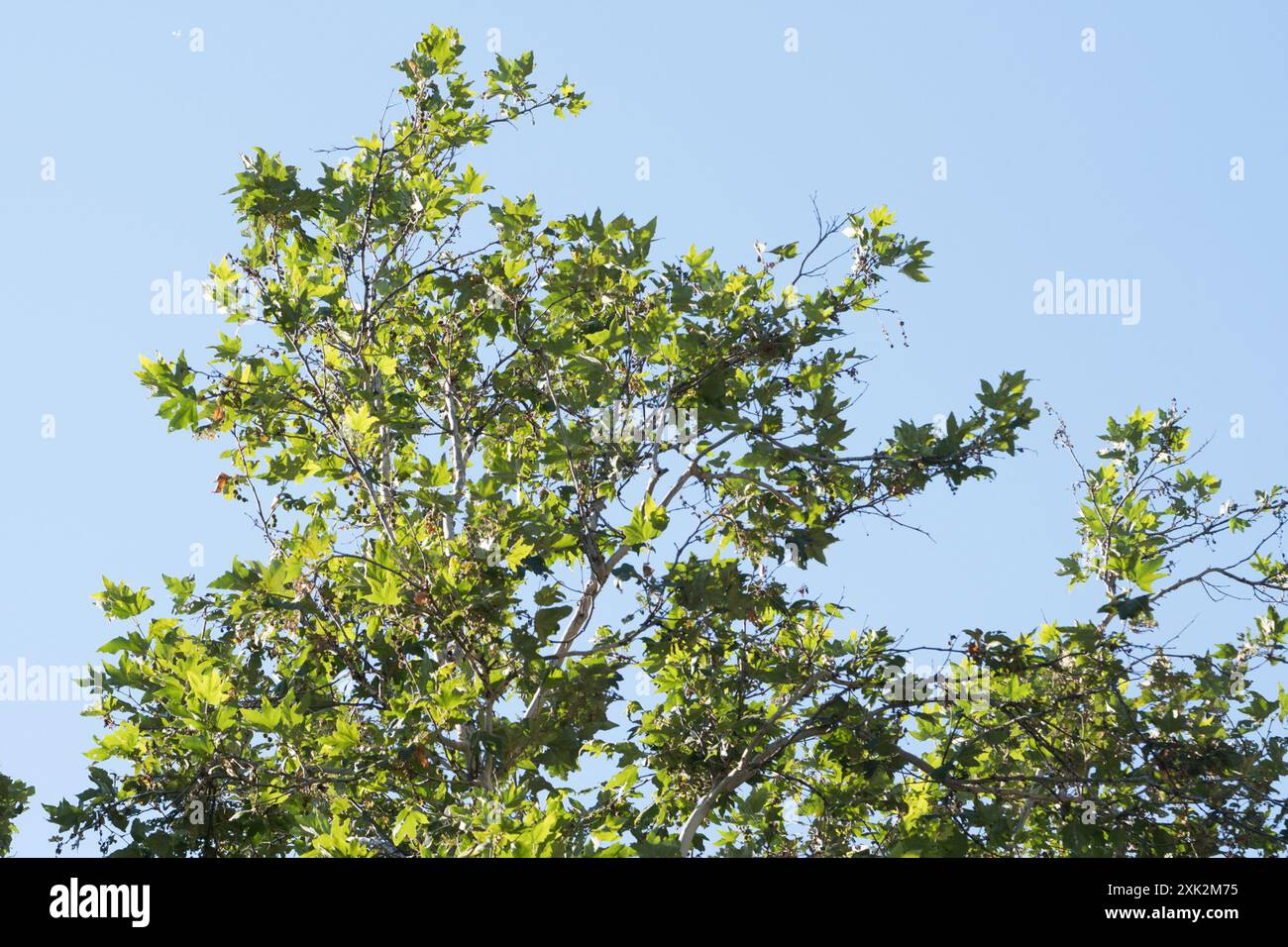 western sycamore (Platanus racemosa) Plantae Stock Photo - Alamy