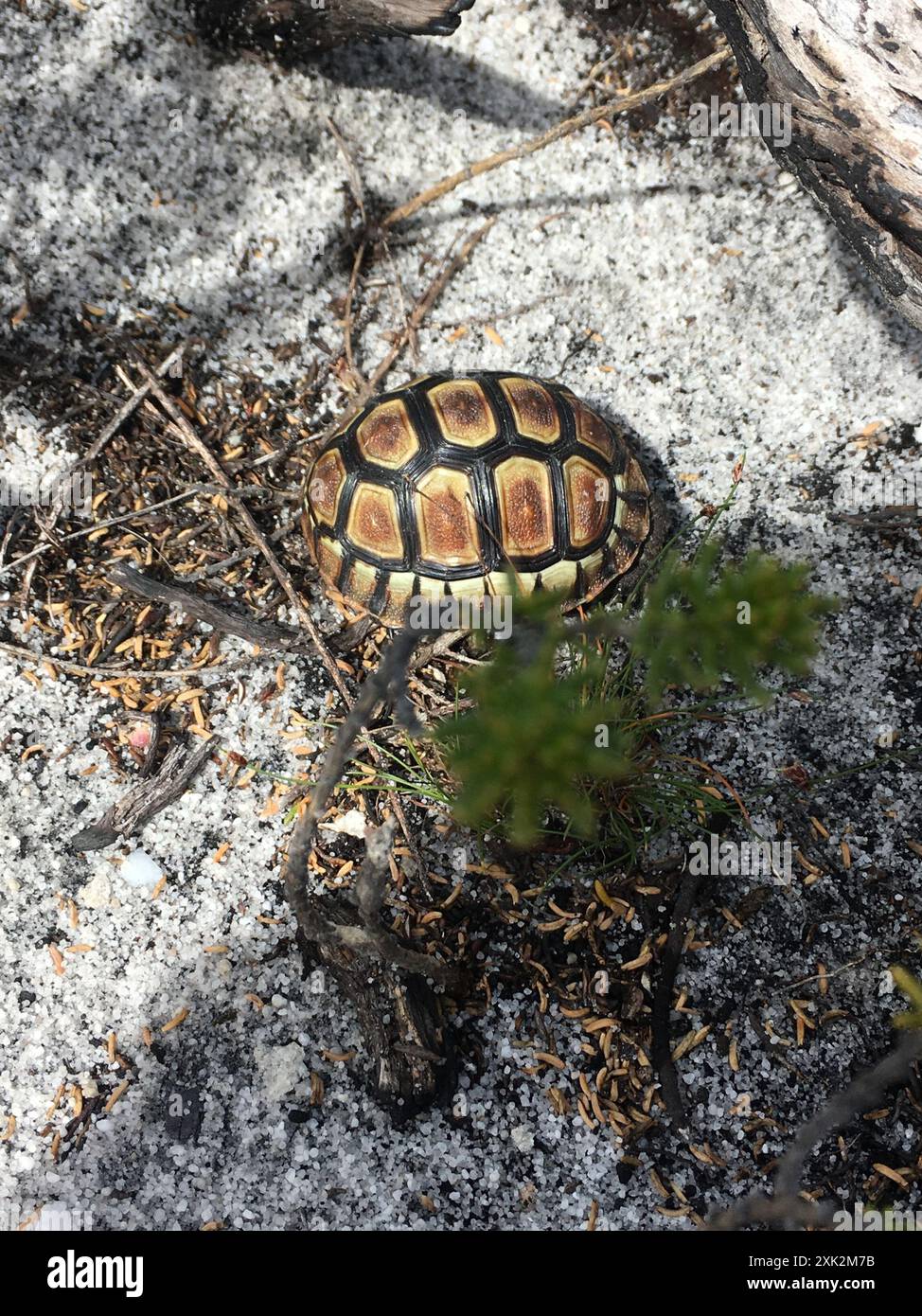 Angulate Tortoise (Chersina angulata) Reptilia Stock Photo - Alamy