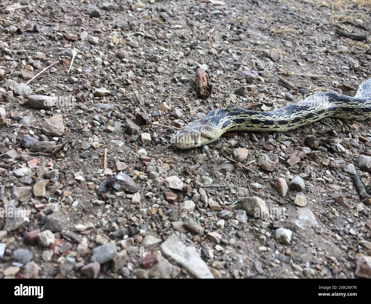 San Diego Gopher Snake (Pituophis catenifer annectens) Reptilia Stock ...