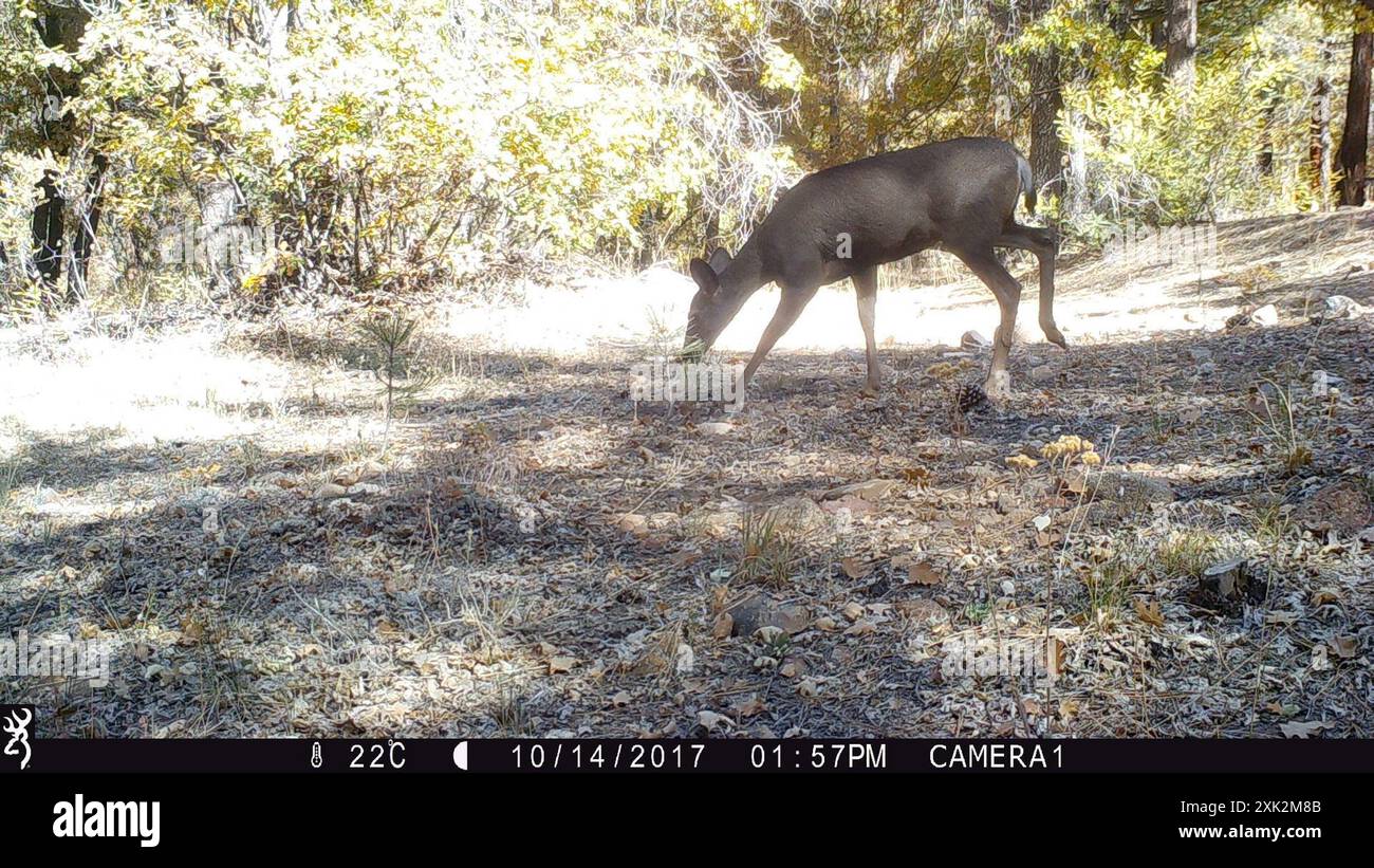 California Mule Deer (Odocoileus hemionus californicus) Mammalia Stock ...