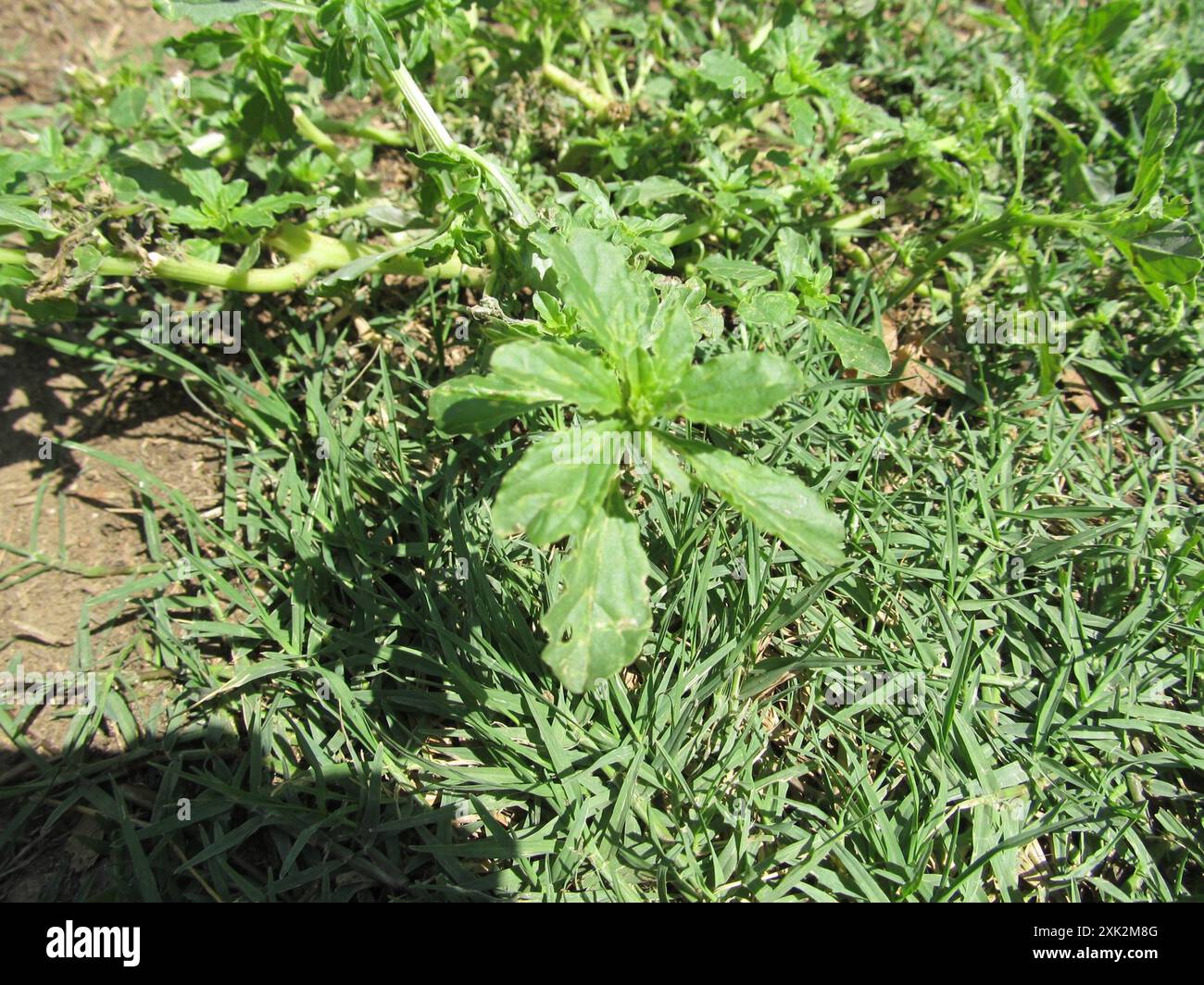 procumbent pigweed (Amaranthus blitoides) Plantae Stock Photo - Alamy