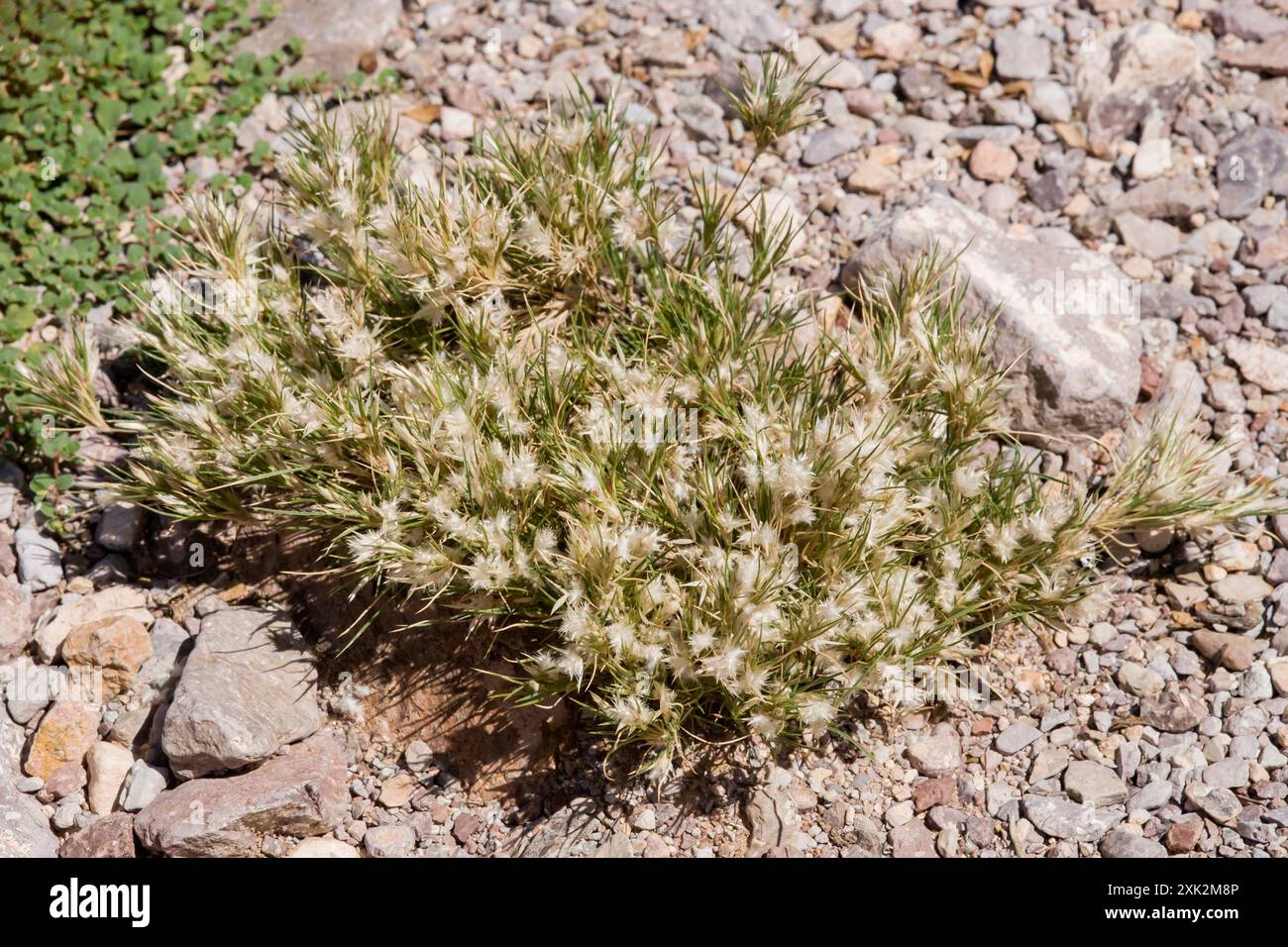 Fluffgrass (Dasyochloa pulchella) Plantae Stock Photo - Alamy