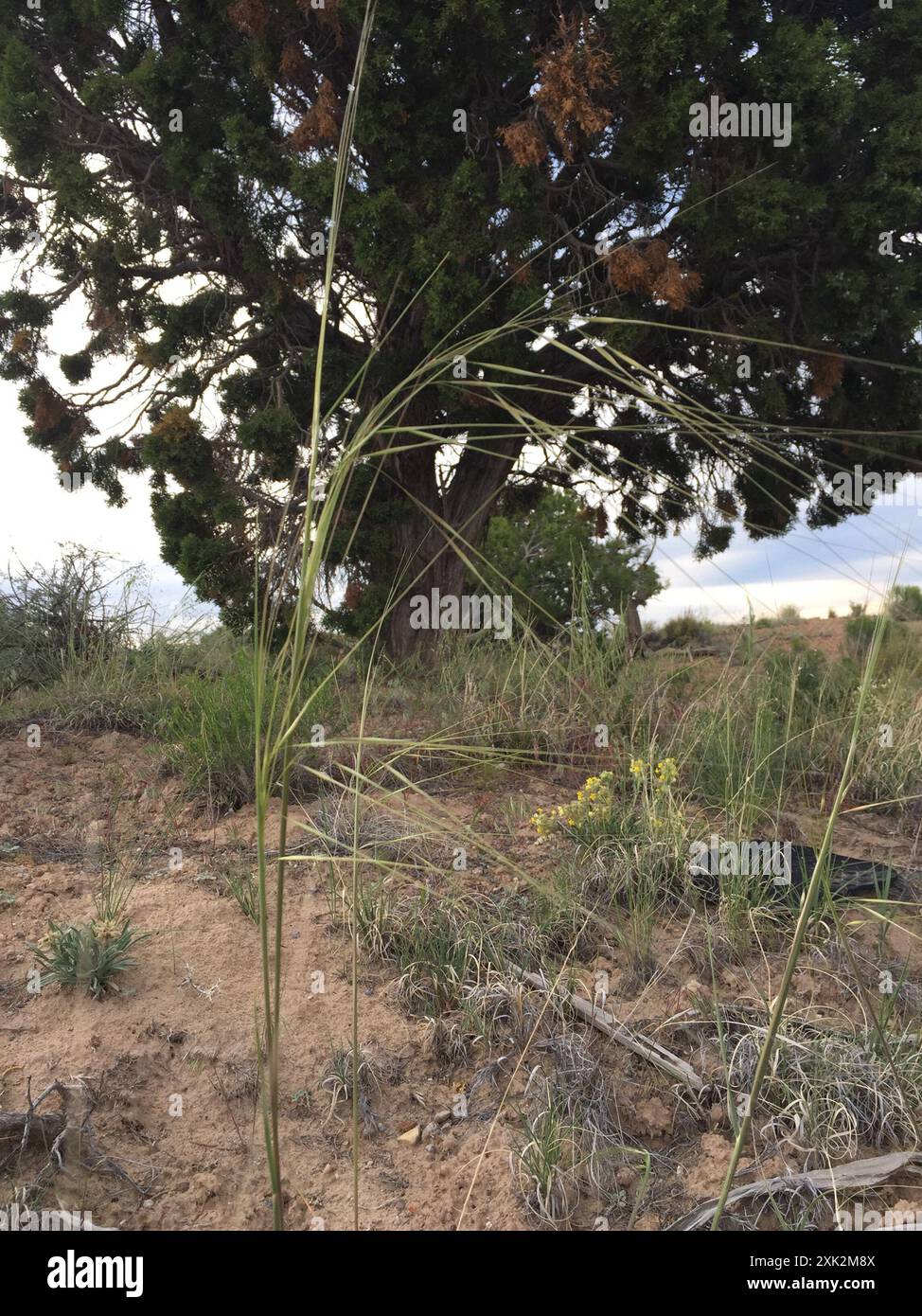 Needle-and-thread Grass (Hesperostipa comata) Plantae Stock Photo - Alamy