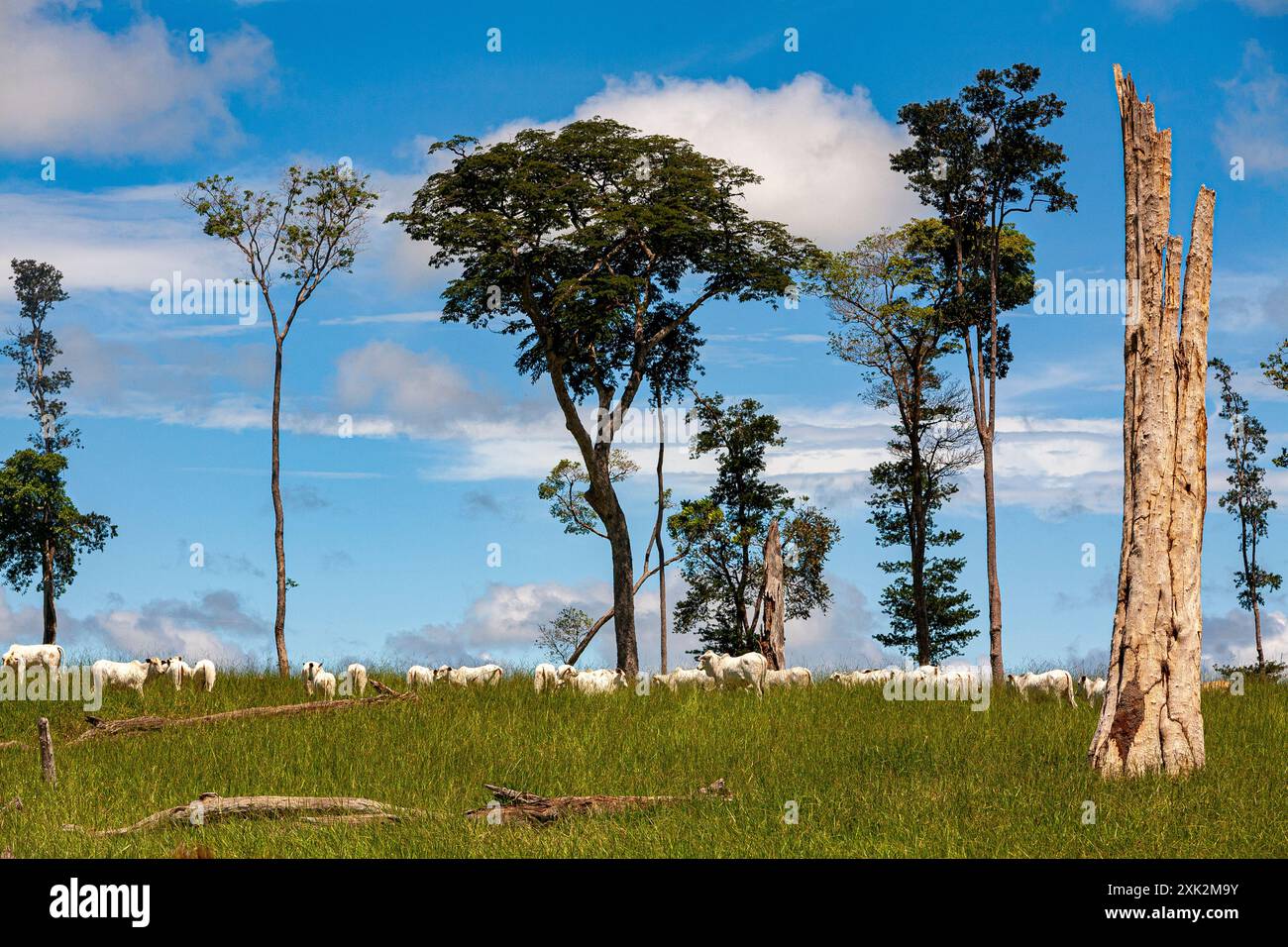 Cattle ranching in Tangará da Serra, Mato Grosso State, Brazil, fuels ...