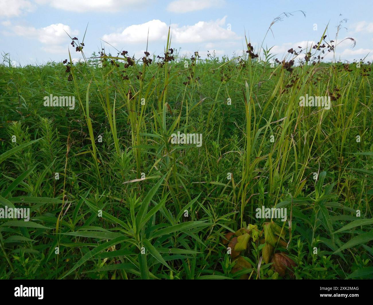 grasses, sedges, cattails, and allies (Poales) Plantae Stock Photo - Alamy