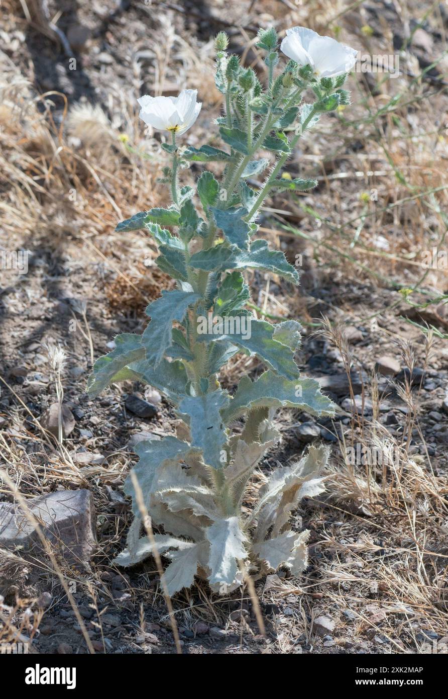 Plantae argemone hi-res stock photography and images - Alamy