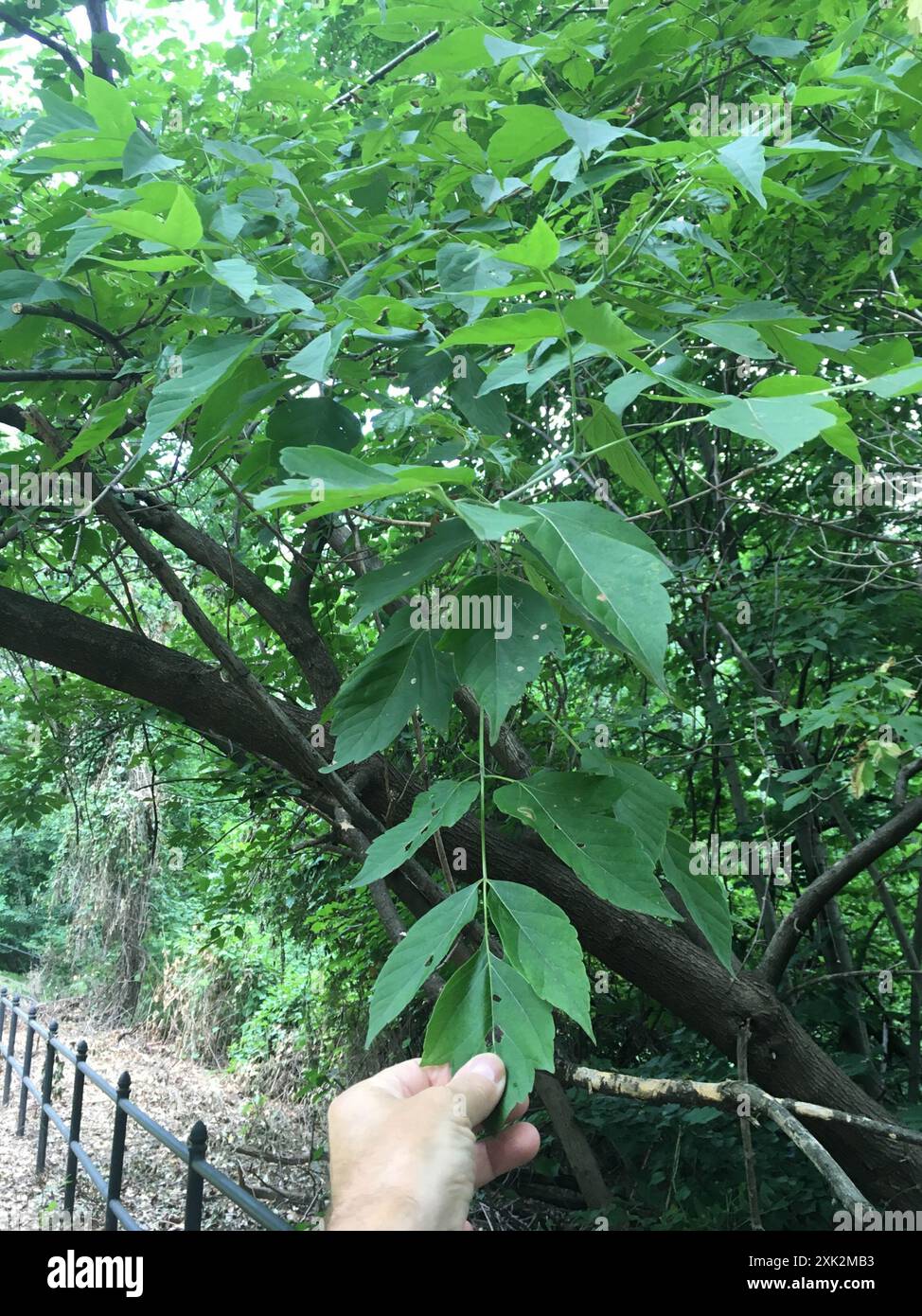 box elder (Acer negundo) Plantae Stock Photo - Alamy