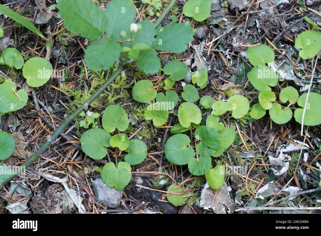 Redwood Violet (Viola sempervirens) Plantae Stock Photo - Alamy