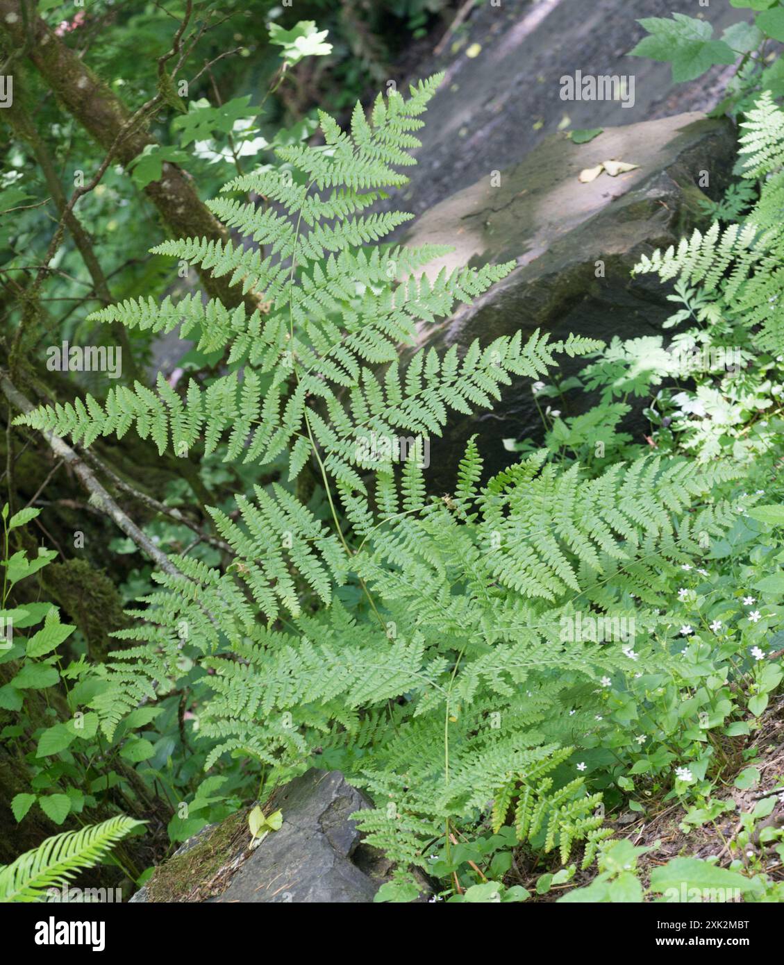 common bracken (Pteridium aquilinum) Plantae Stock Photo - Alamy