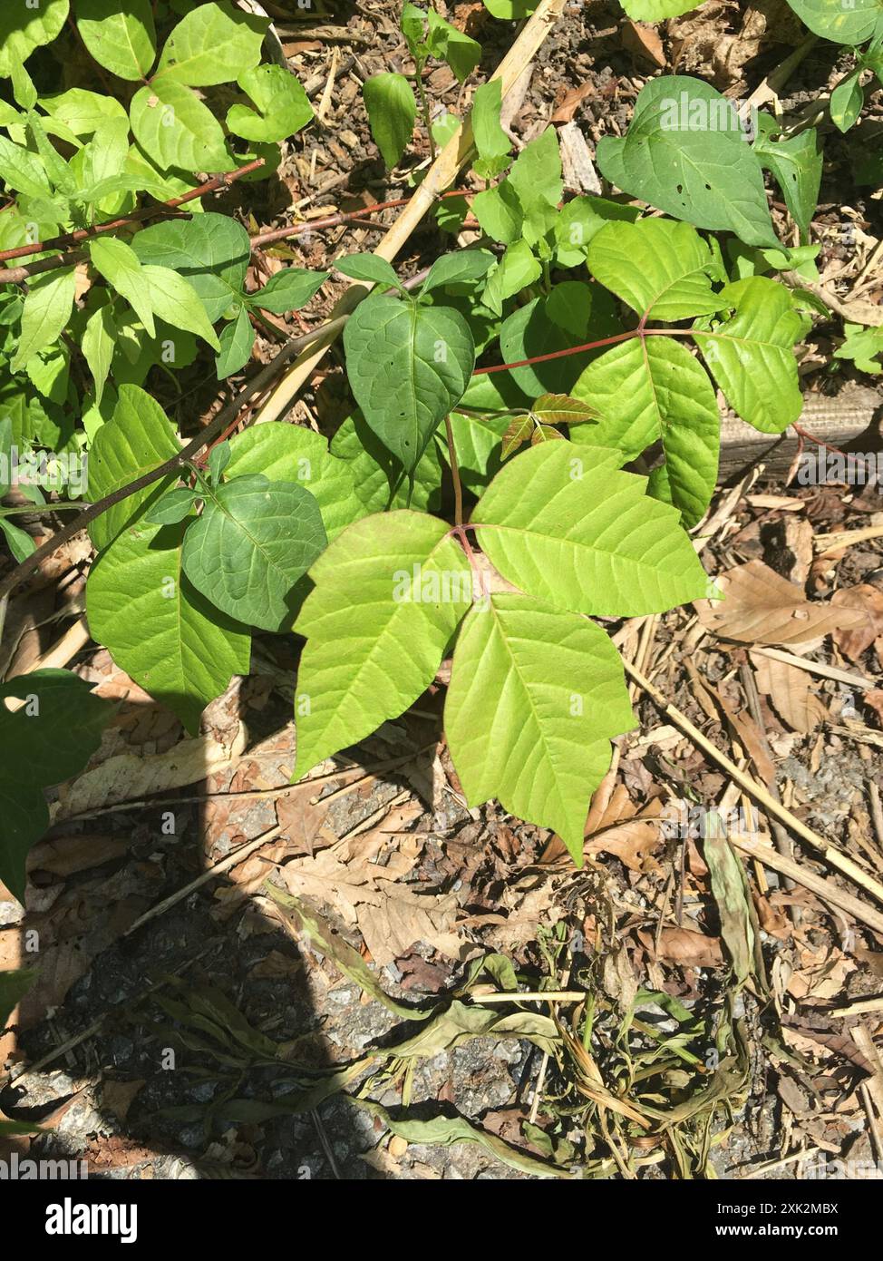 eastern poison ivy (Toxicodendron radicans) Plantae Stock Photo - Alamy