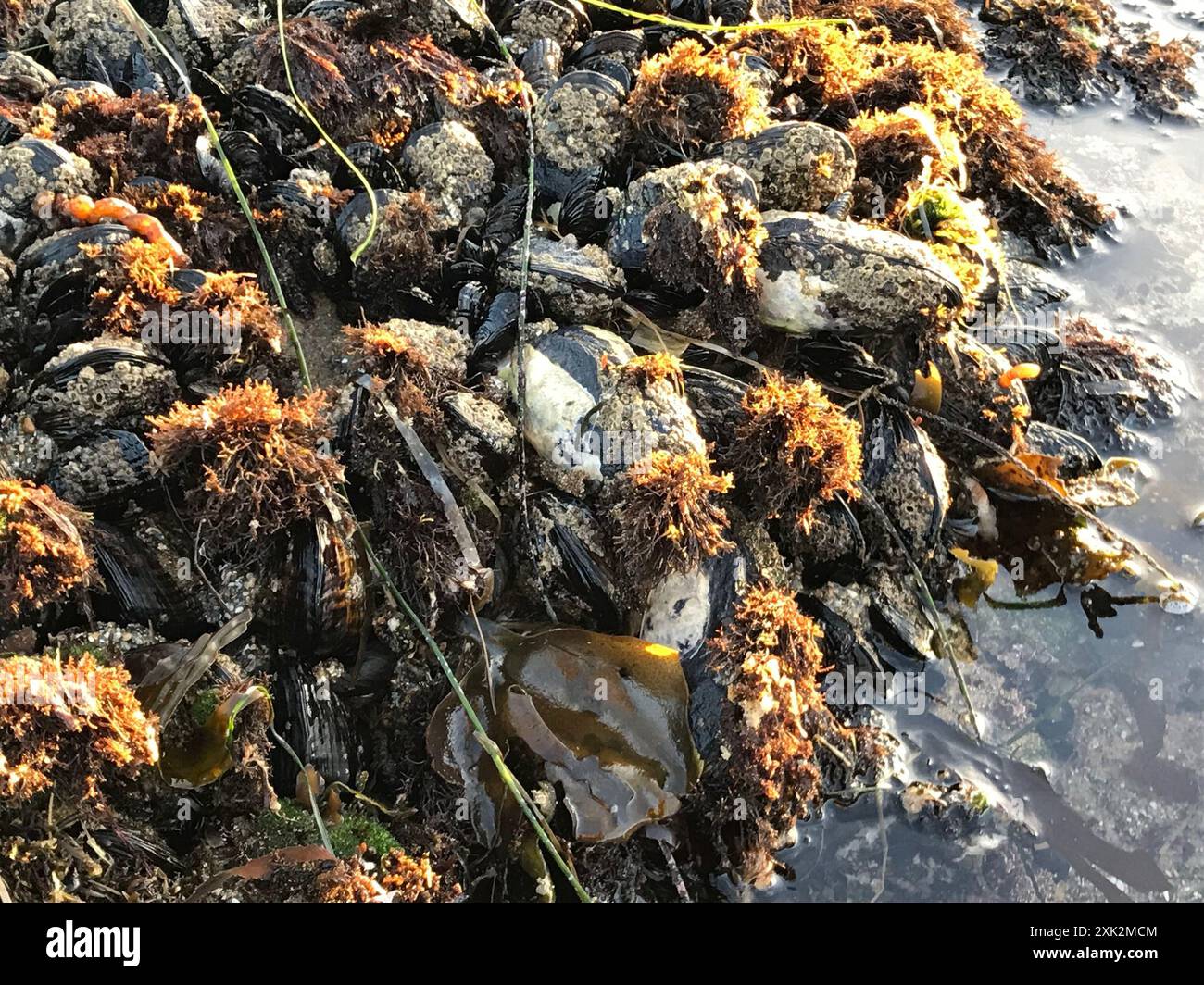 Scouring-pad alga (Endocladia muricata) Plantae Stock Photo - Alamy