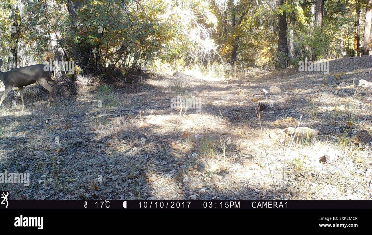 California Mule Deer (Odocoileus hemionus californicus) Mammalia Stock ...
