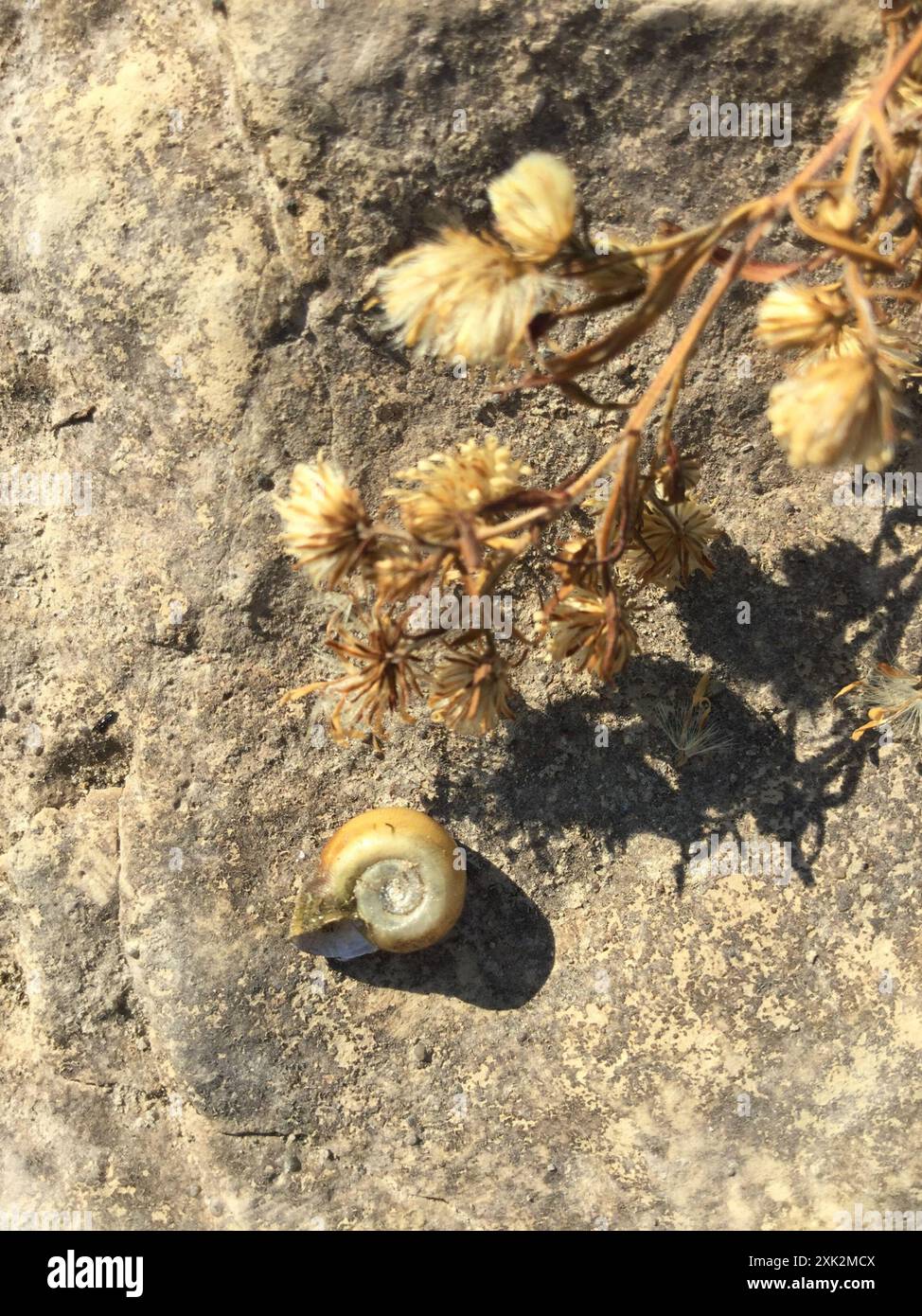 Ramshorn snails (Planorbidae) Mollusca Stock Photo - Alamy